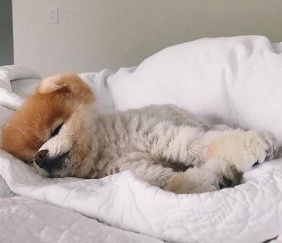 The Year of the Dog: 2017’s Best Pictures of Boo the Dog | Briefme