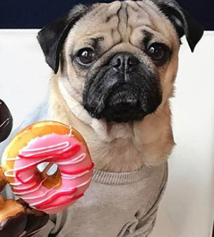 17 Times Doug the Pug was Food Goals | Briefme