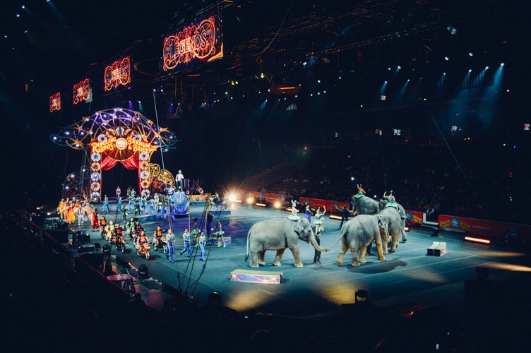 Animals will no longer be allowed in UK circuses | Briefme